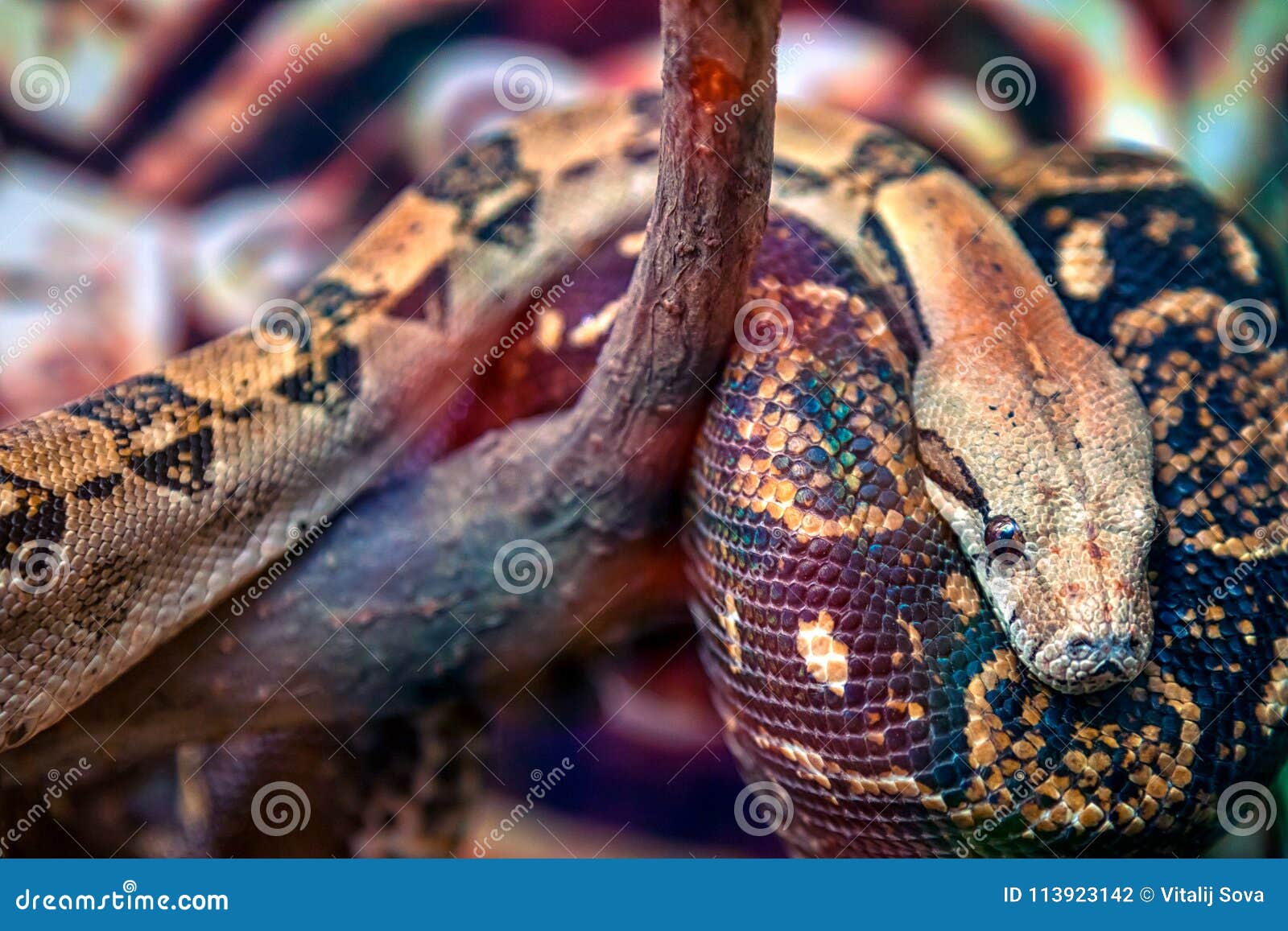 Big green-brown python stock photo. Image of molurus - 113923142