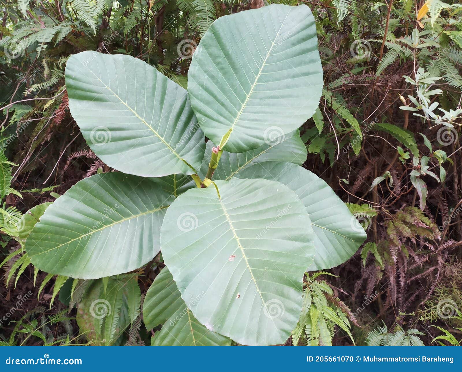 Close Up of Big Green Leaves in the Forest. Stock Photo - Image of ...