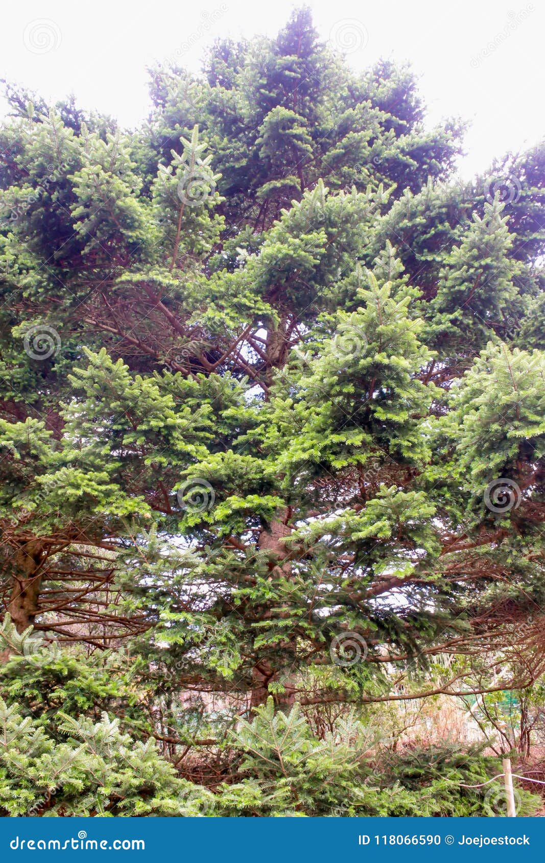 Closeup of Big Green Pine Tree in the Garden Stock Photo - Image of ...