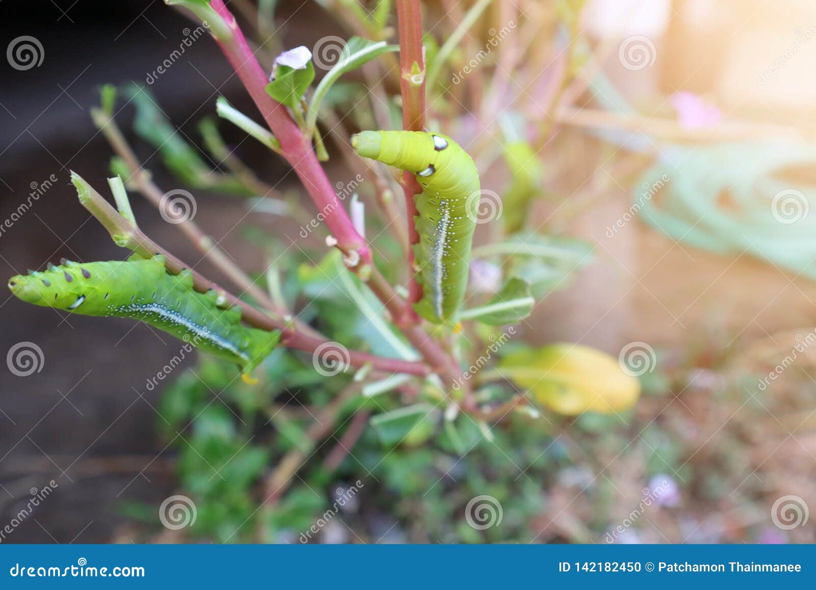 Close Up the Big Green Worm is Eating a Tree Stock Photo - Image of ...