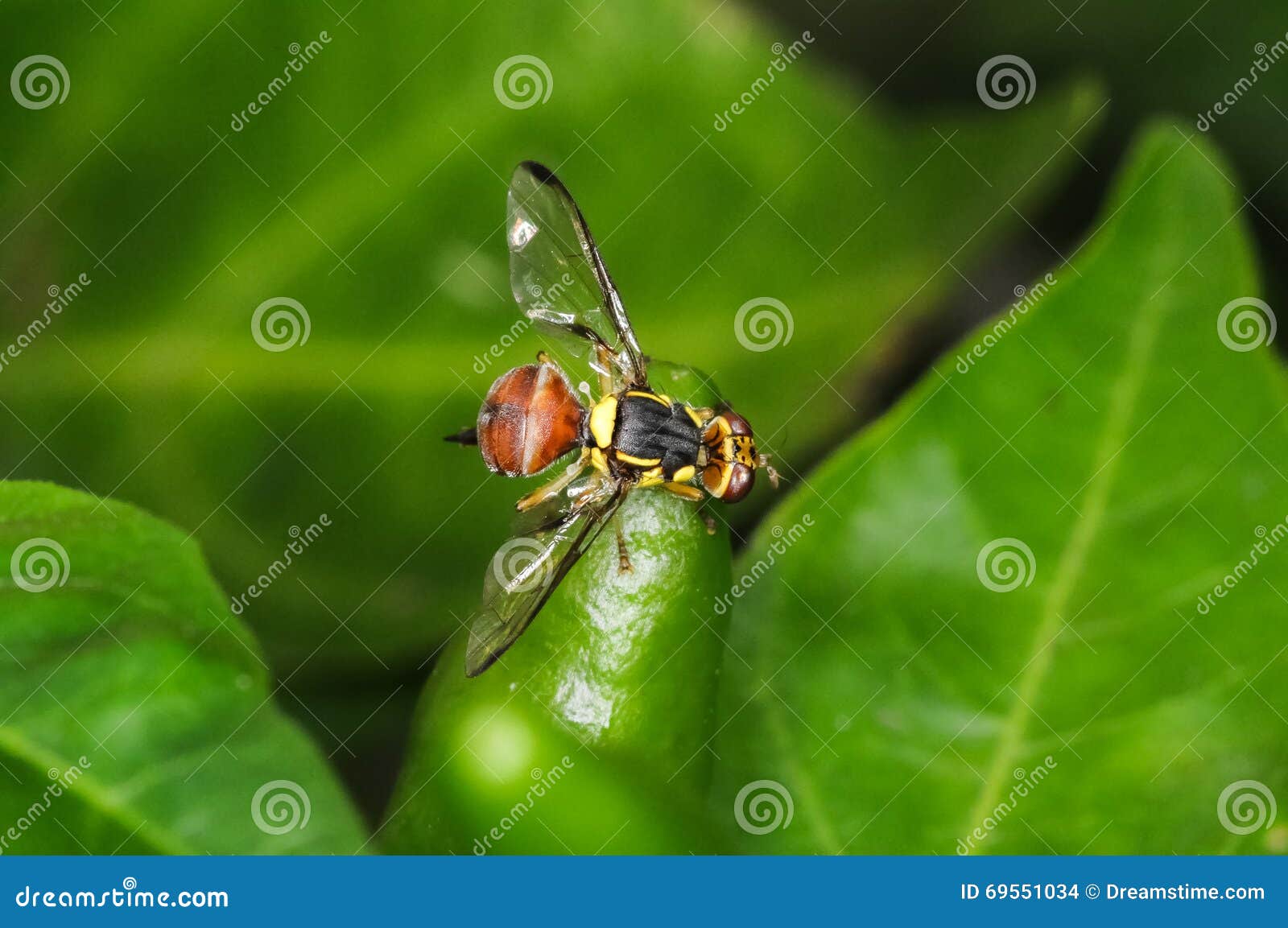 Close Up of Big Hornet Sitting on a Chilli Stock Photo - Image of wild ...