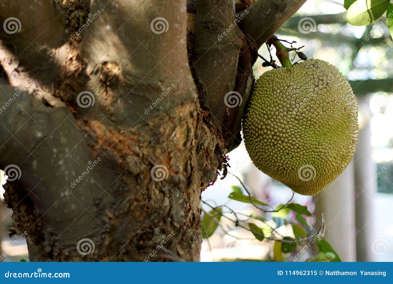 Close Up Big Jackfruit Hanging on the Tree Stock Image - Image of plant ...