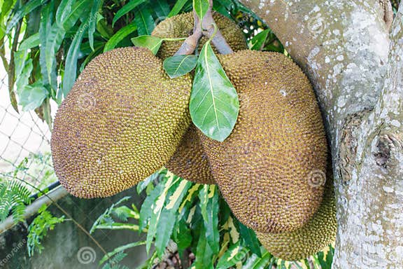Close Up Big Jackfruit on Tree Stock Photo - Image of agriculture ...