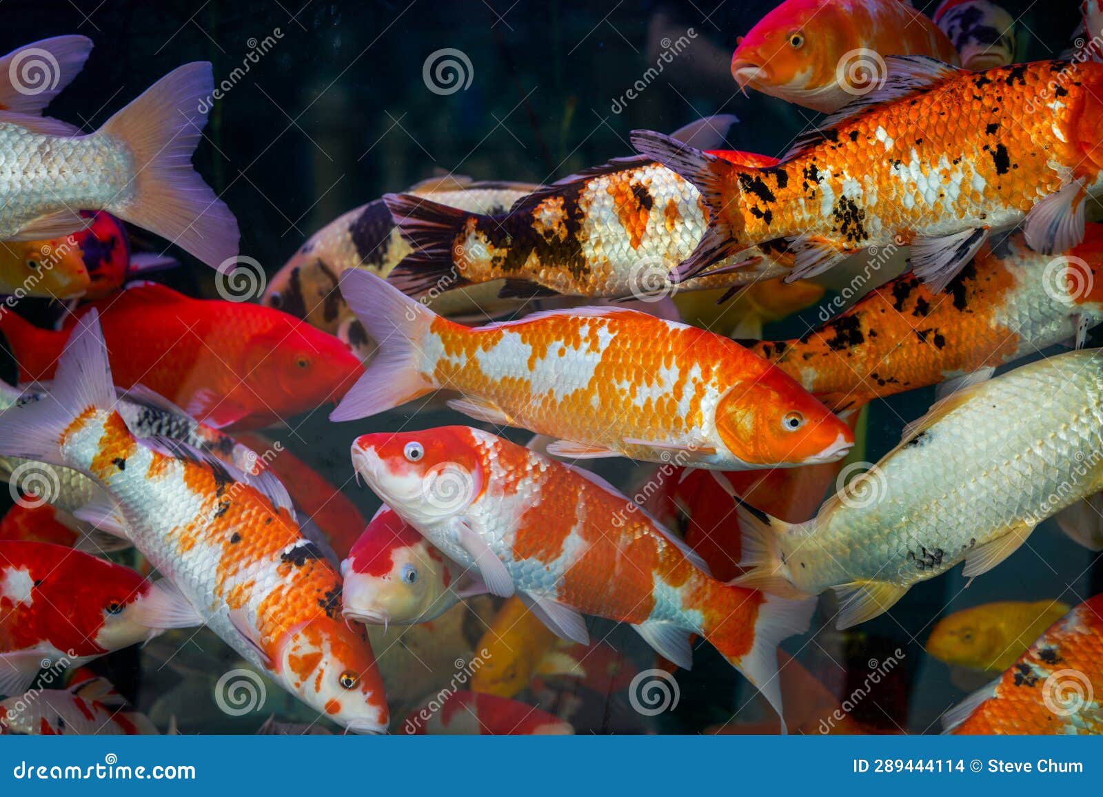 Close-up of Big Koi Raised in Fish Tank Stock Photo - Image of culture ...