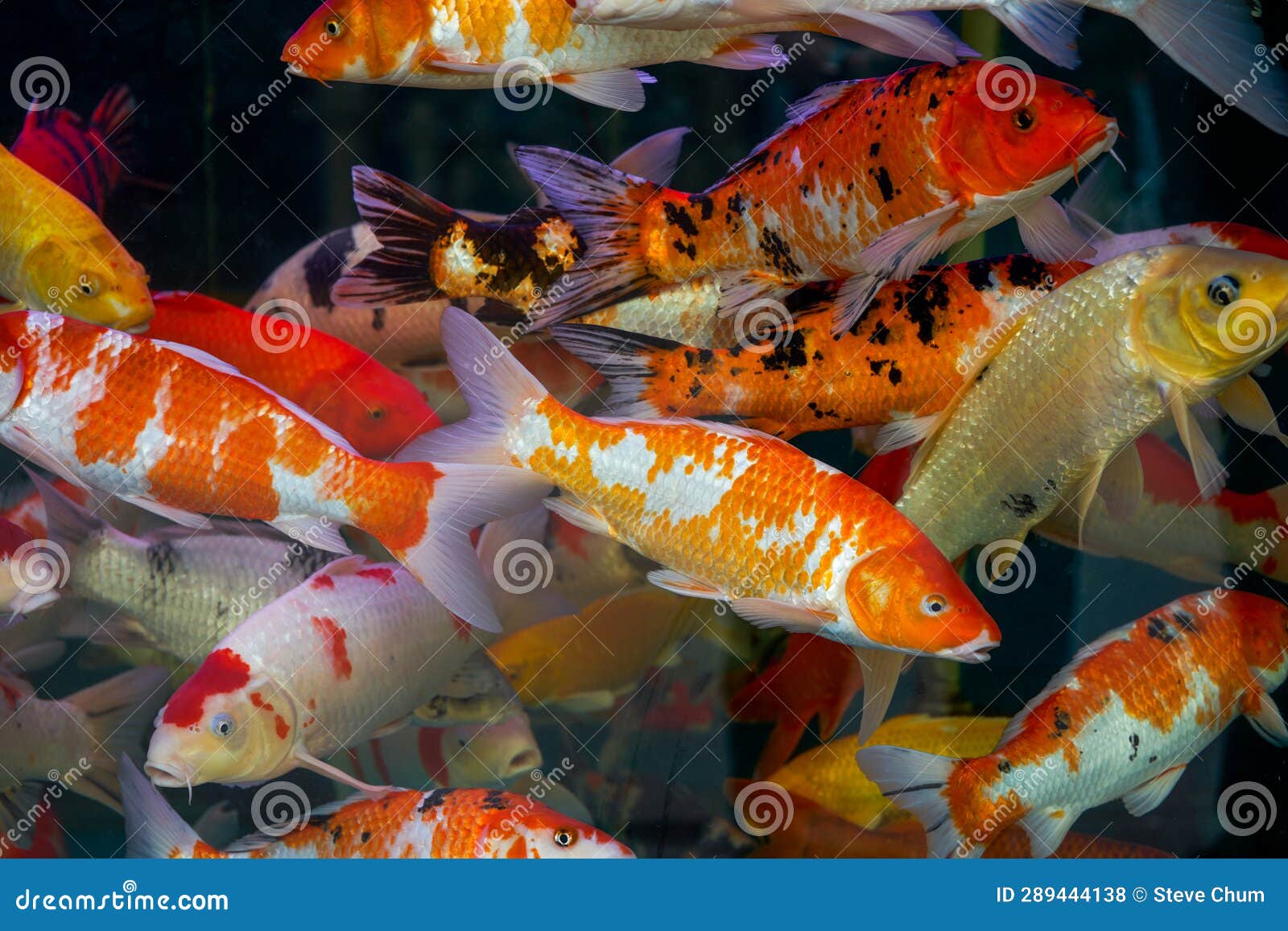 Close-up of Big Koi Raised in Fish Tank Stock Photo - Image of ...