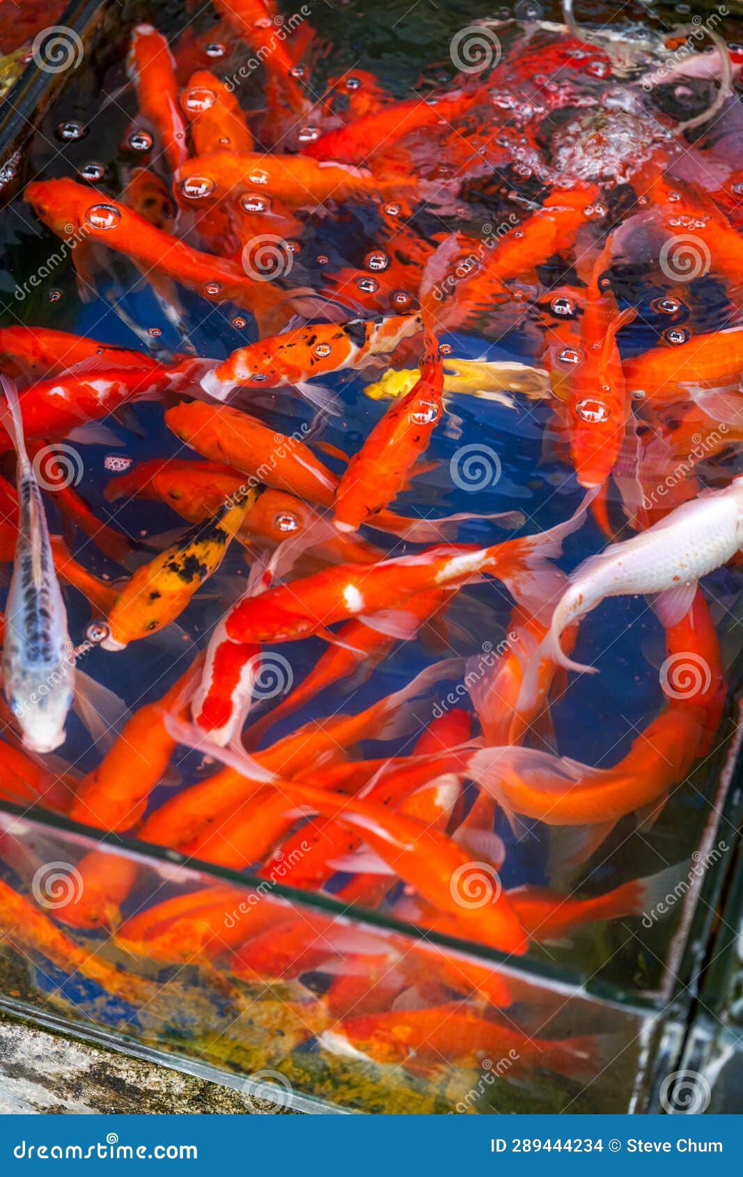 Close-up of Big Koi Raised in Fish Tank Stock Photo - Image of exchange ...