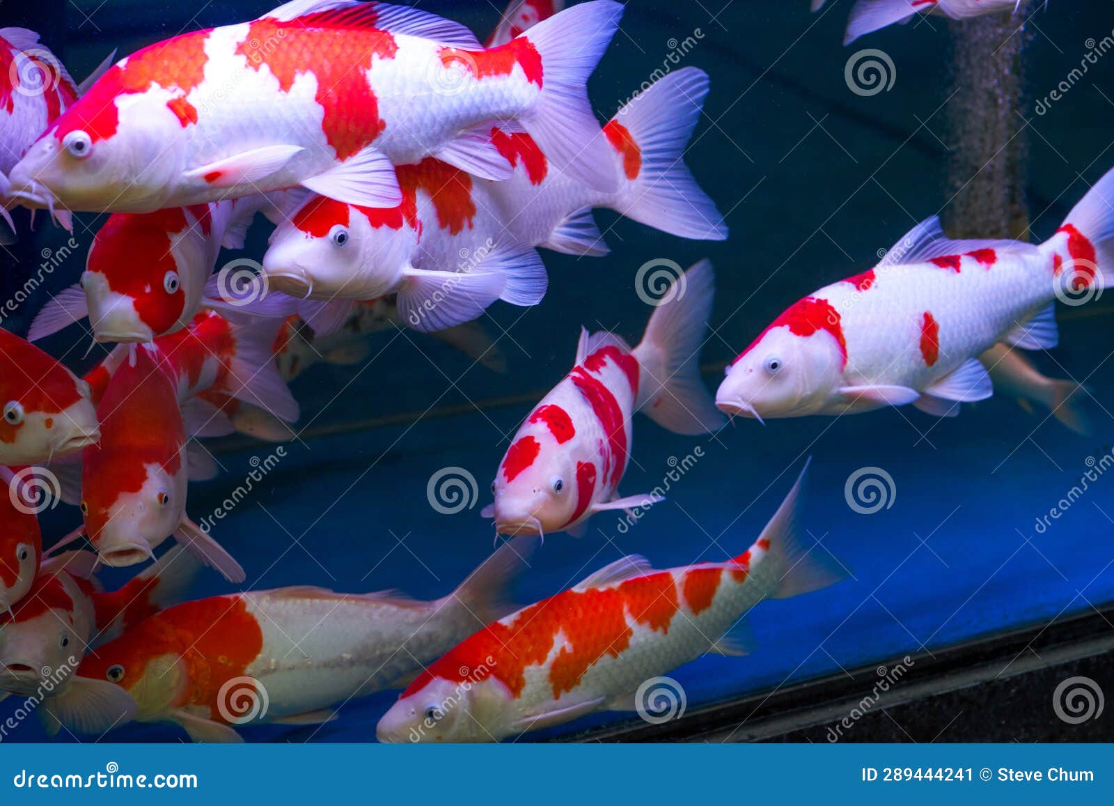 Close-up of Big Koi Raised in Fish Tank Stock Illustration ...