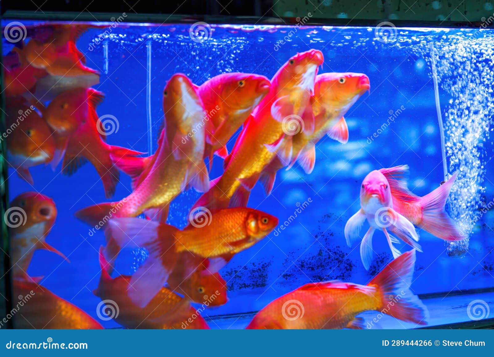 Close-up of Big Koi Raised in Fish Tank Stock Photo - Image of carp ...