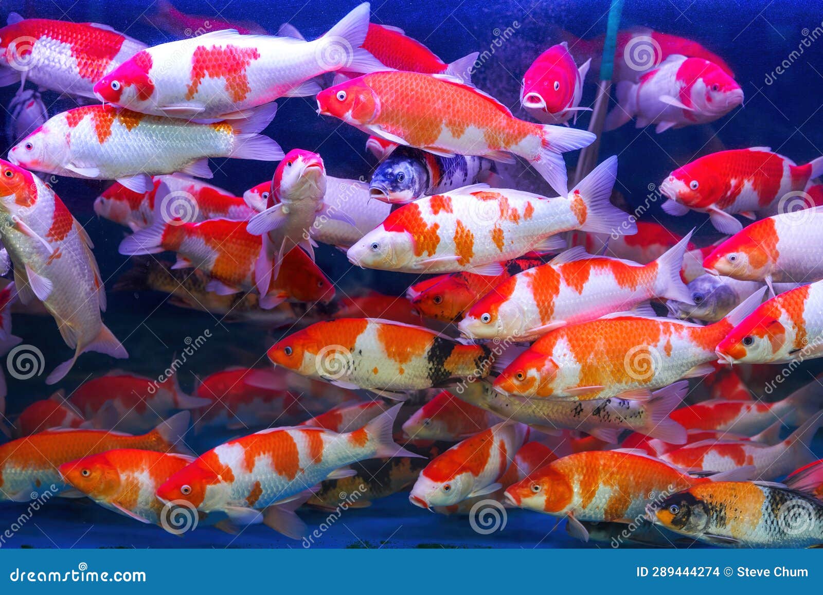 Close-up of Big Koi Raised in Fish Tank Stock Illustration ...