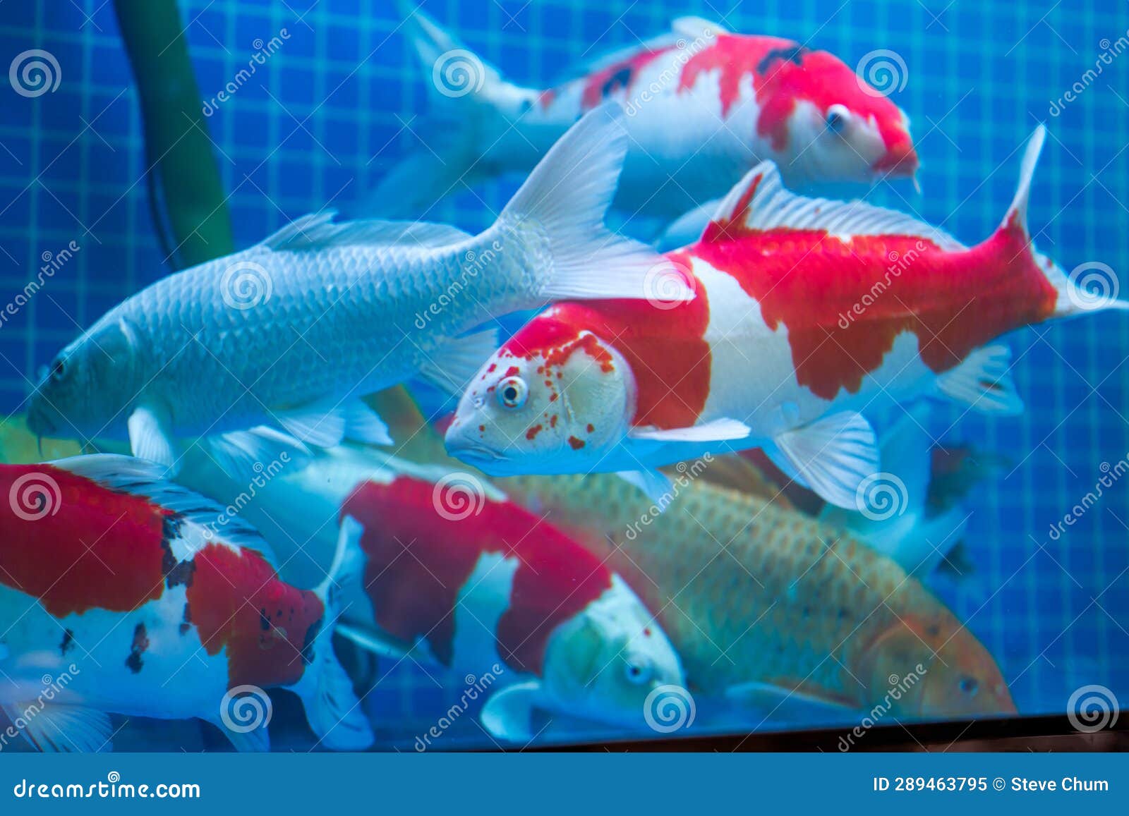 Close-up of Big Koi Raised in Fish Tank Stock Image - Image of blue ...