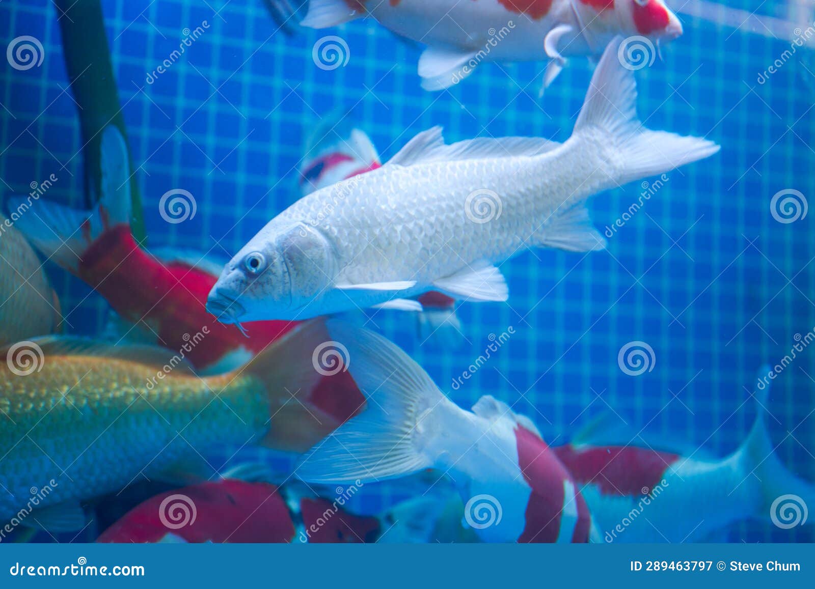 Close-up of Big Koi Raised in Fish Tank Stock Image - Image of animal ...