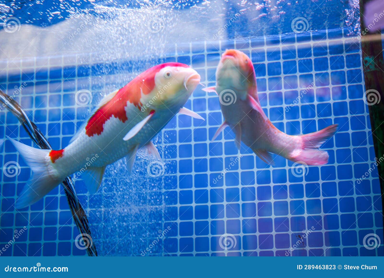 Close-up of Big Koi Raised in Fish Tank Stock Image - Image of flower ...