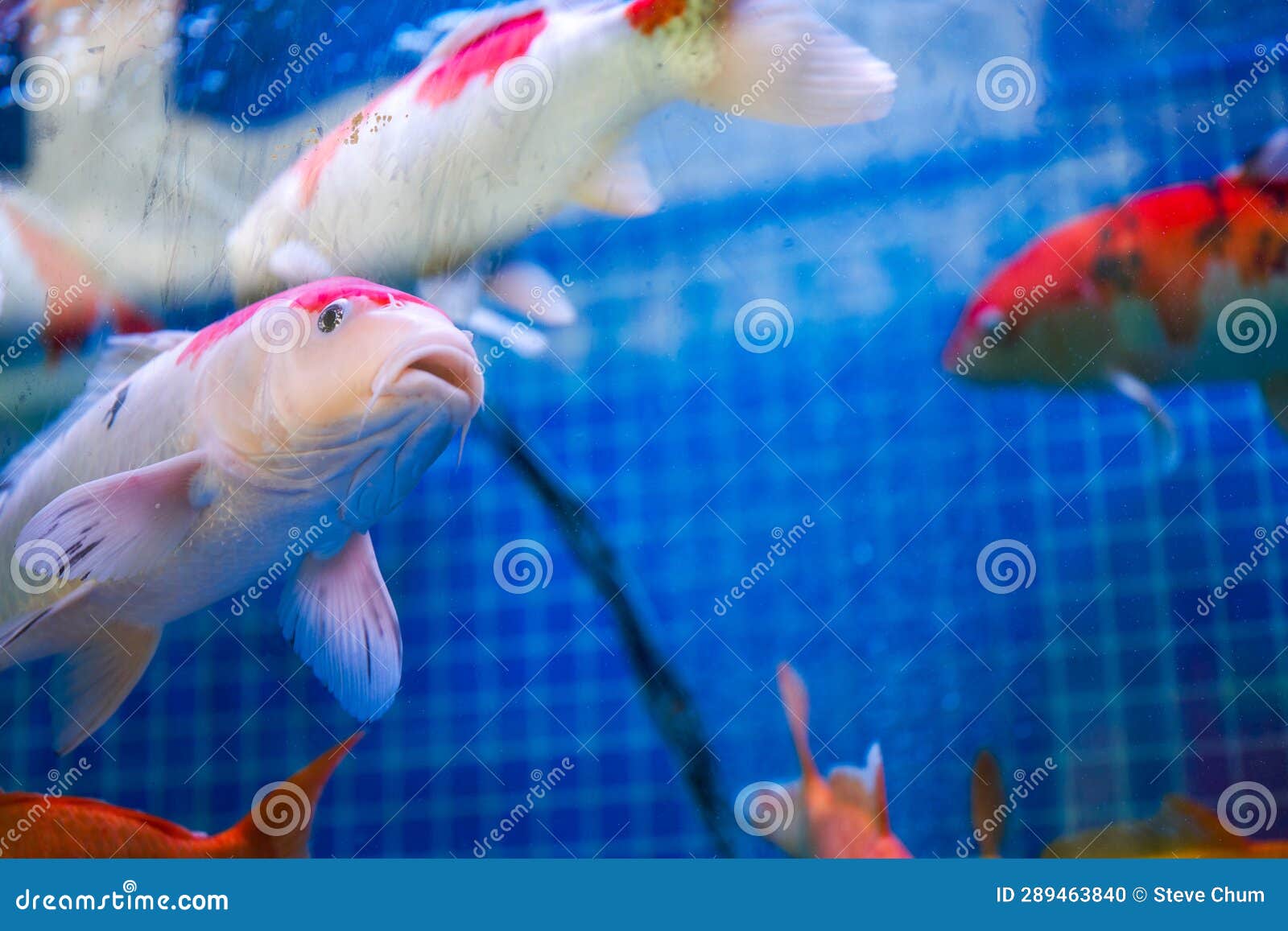 Close-up of Big Koi Raised in Fish Tank Stock Photo - Image of chinese ...