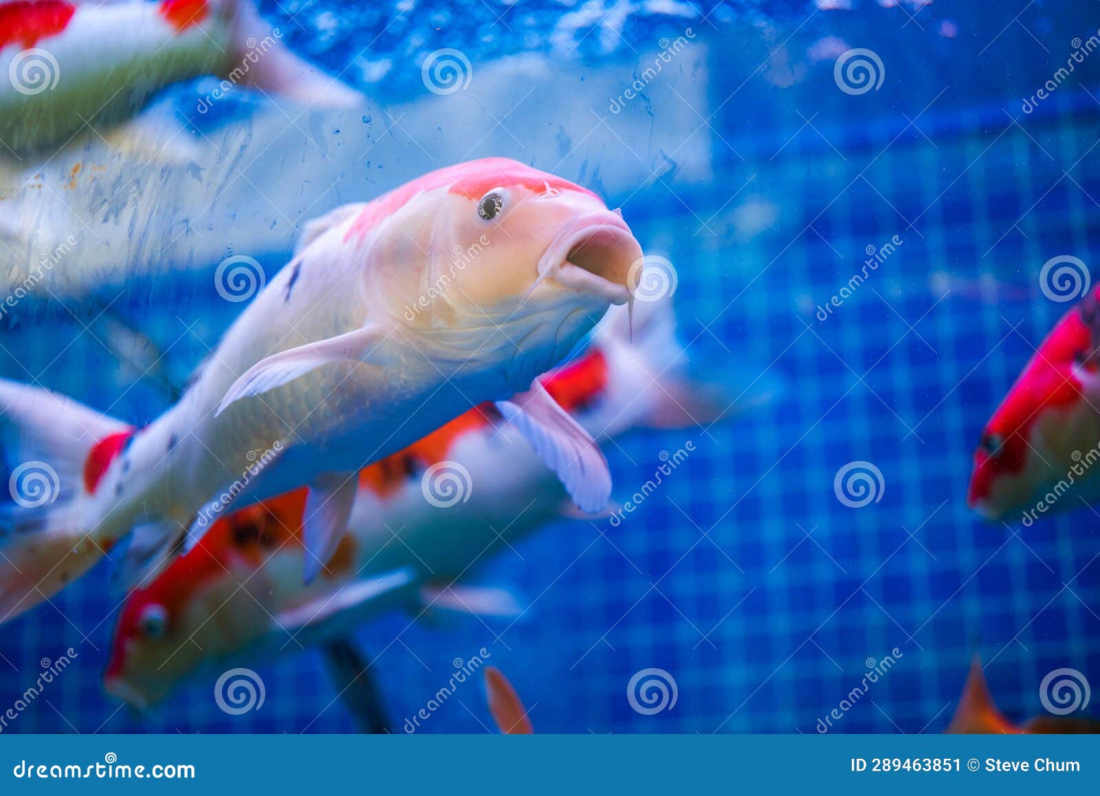 Close-up of Big Koi Raised in Fish Tank Stock Image - Image of bird ...