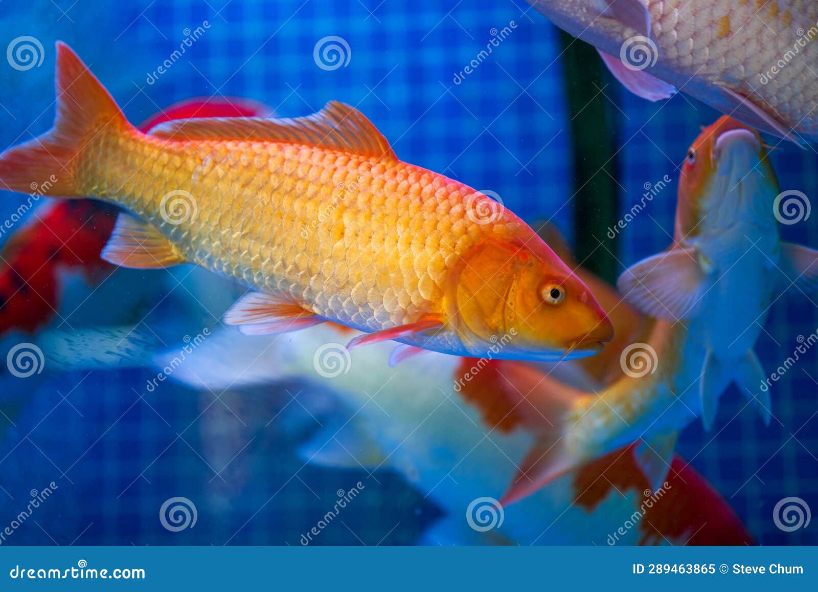 Close-up of Big Koi Raised in Fish Tank Stock Image - Image of animal ...