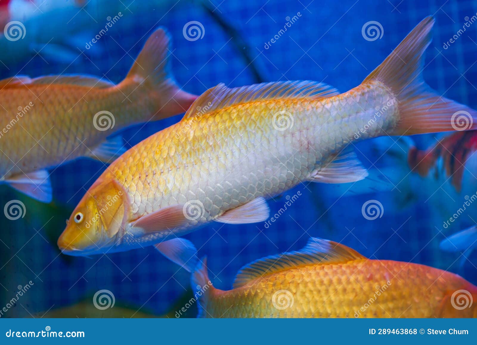 Close-up of Big Koi Raised in Fish Tank Stock Photo - Image of reef ...