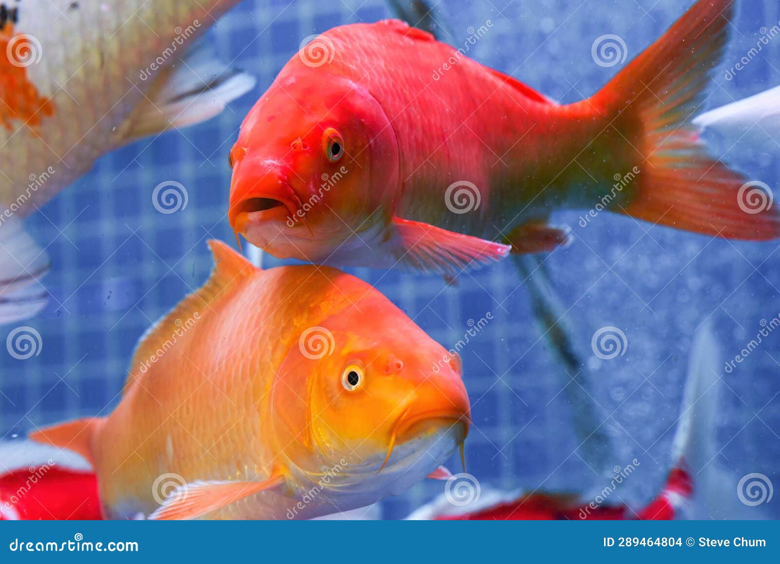 Close-up of Big Koi Raised in Fish Tank Stock Photo - Image of ...