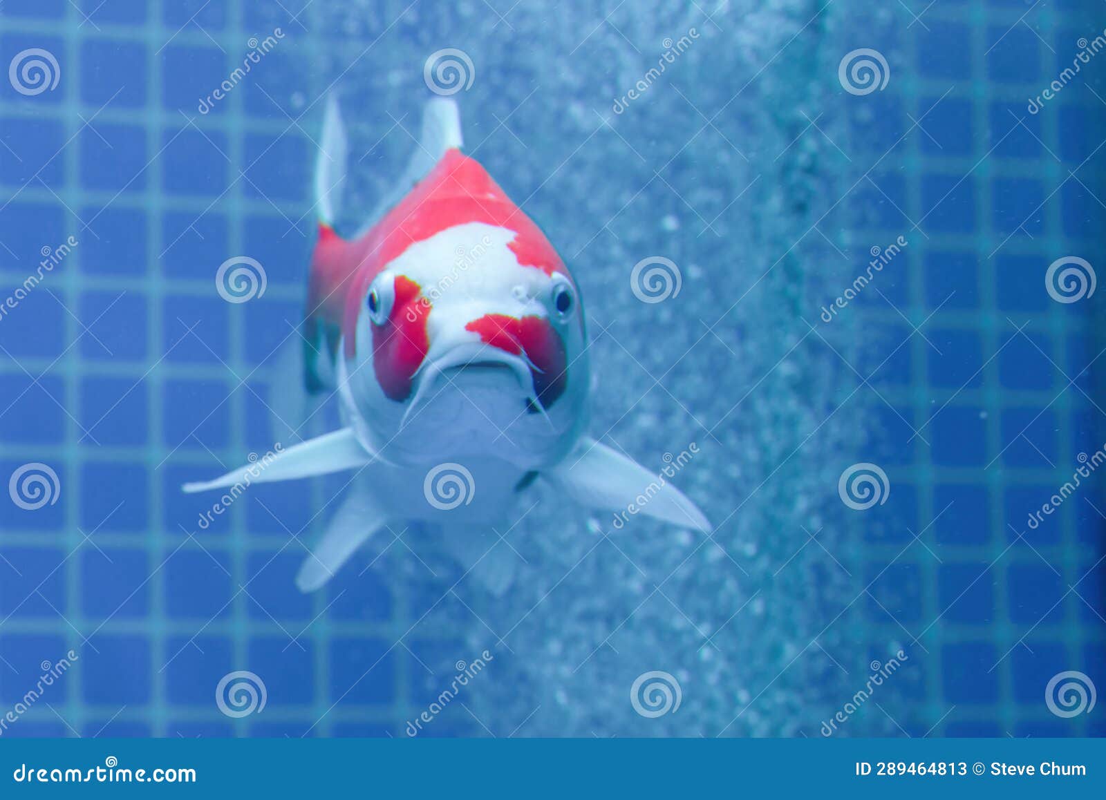 Close-up of Big Koi Raised in Fish Tank Stock Image - Image of bright ...