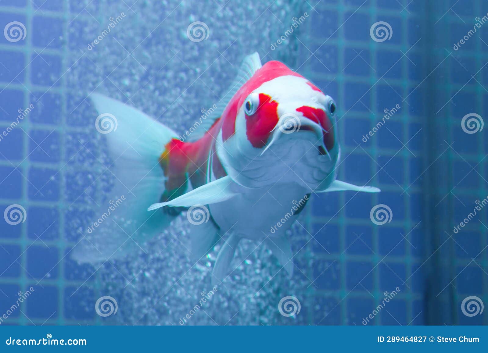 Close-up of Big Koi Raised in Fish Tank Stock Image - Image of chinese ...