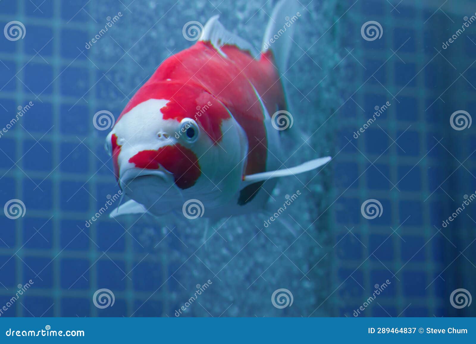 Close-up of Big Koi Raised in Fish Tank Stock Image - Image of chinese ...