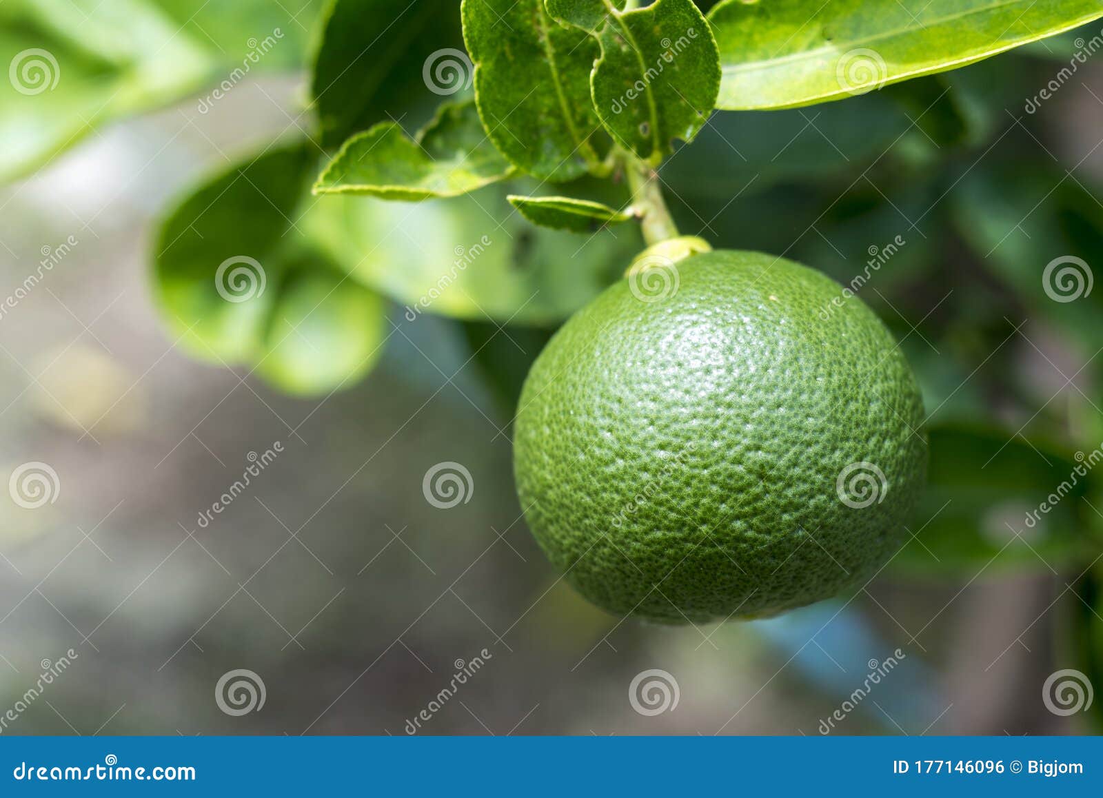 Close Up of Big Lemon on Its Tree Stock Photo - Image of fruit, natural ...