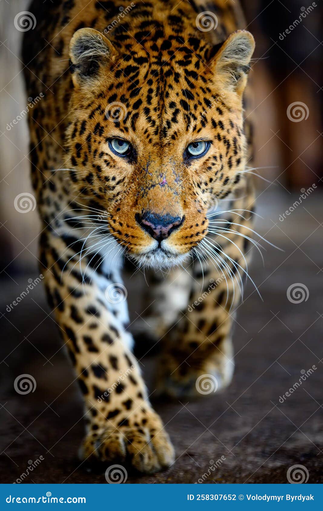 Close Up Big Leopard Isolated on Black Background Stock Photo - Image ...