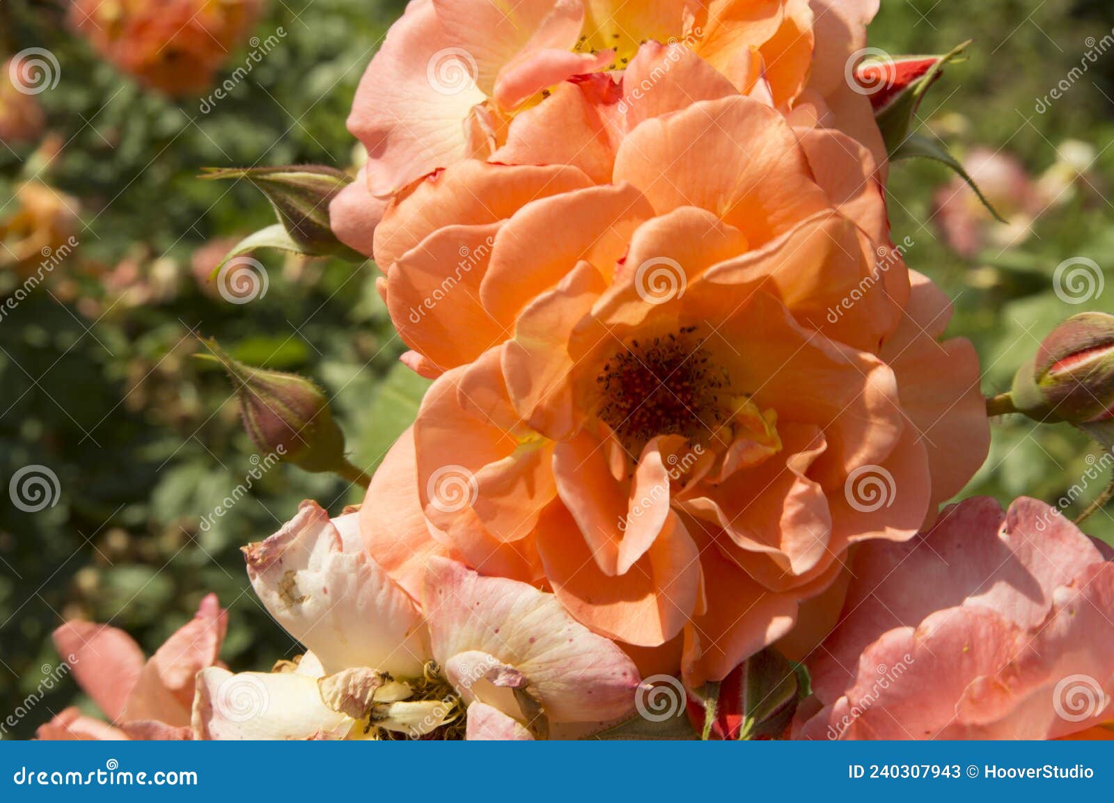 Close-up: Big Light Orange Rose Stock Image - Image of season, botany ...