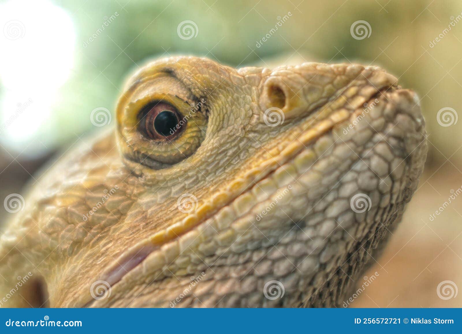 Close up of a big lizard stock image. Image of reptile - 256572721