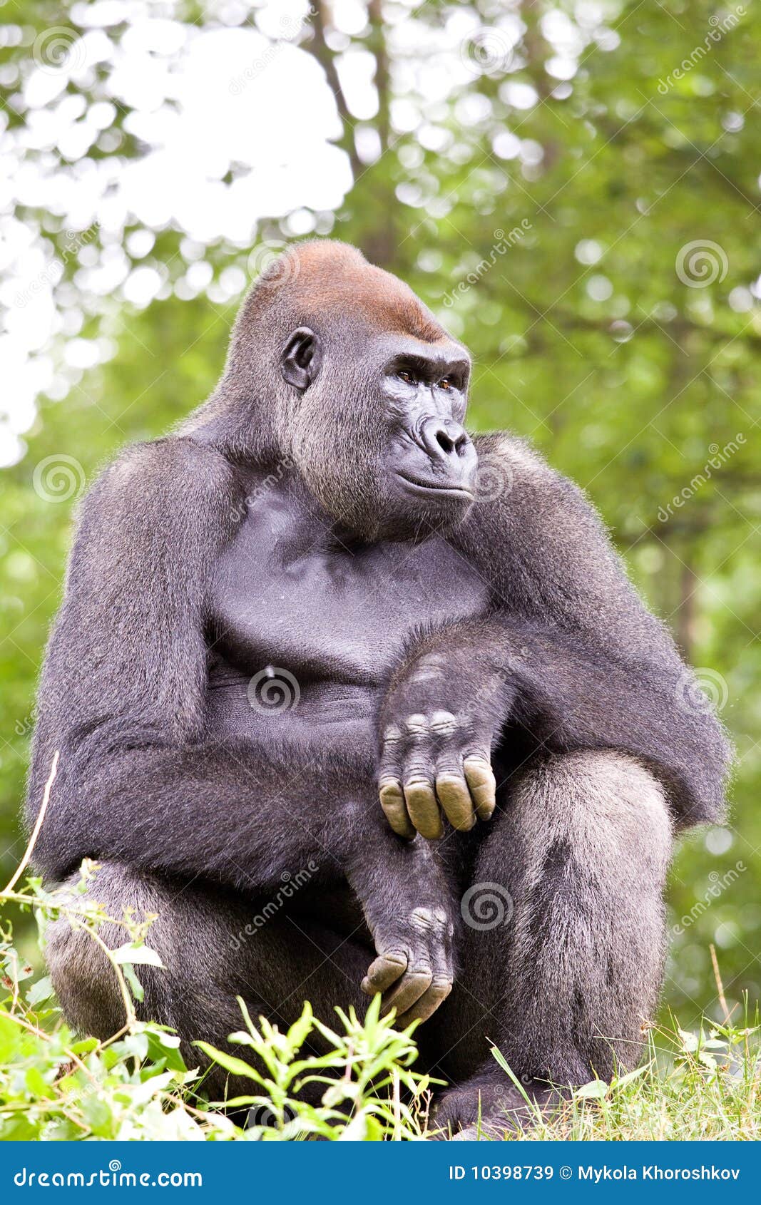 Close-up of a Big Male Gorilla Stock Image - Image of primate, close ...