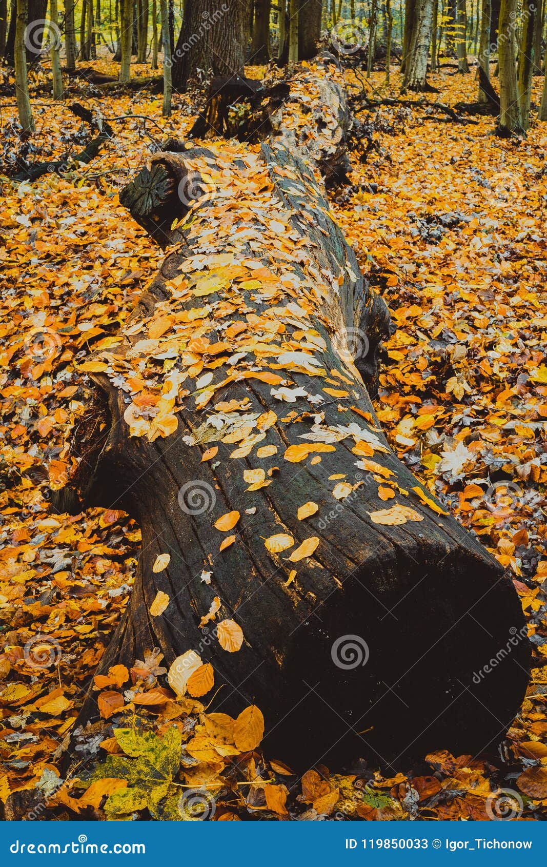 Close Up of a Big Old Log in Autumnal Mixed Forest Covered by Leaf Fall ...