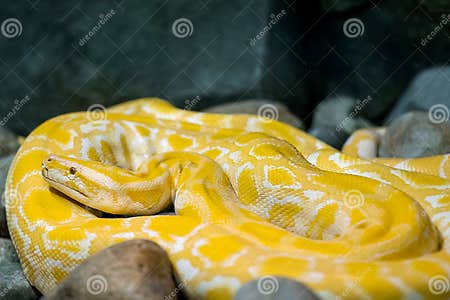 Close Up of Big Python Regius or Royal Python is a Large Non Poisonous ...