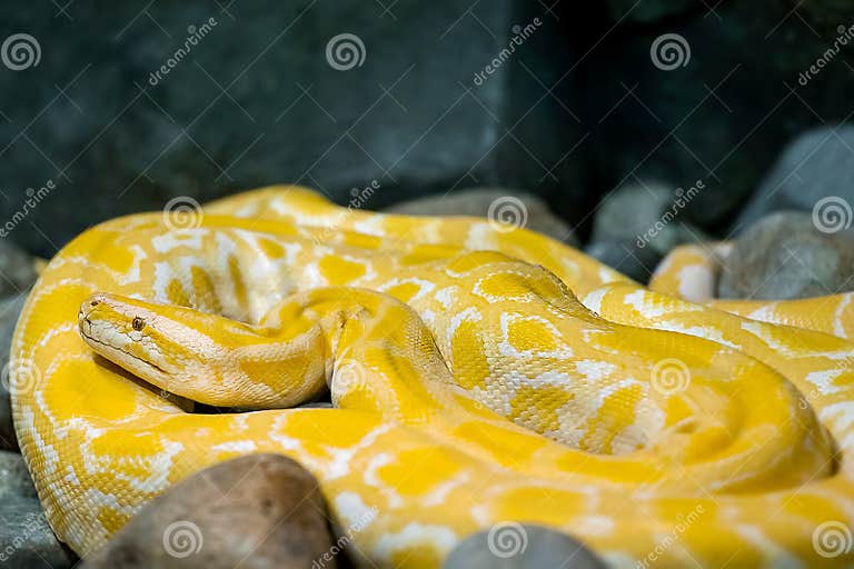 Close Up of Big Python Regius or Royal Python is a Large Non Poisonous ...