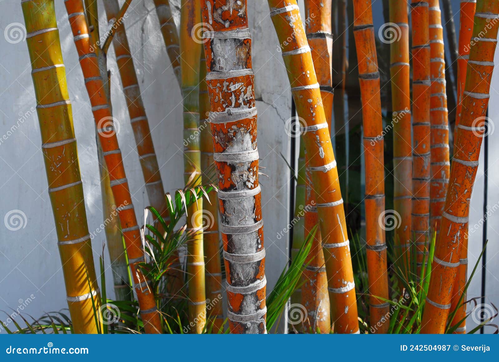 Close Up of the Big Red Bamboo Stock Image - Image of decoration ...