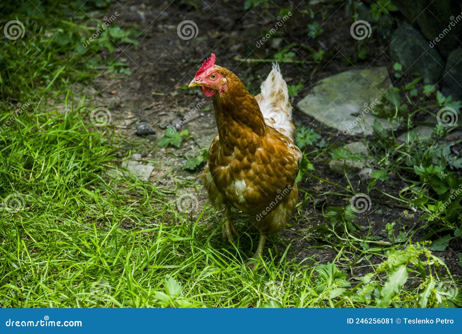 A red hen stock image. Image of agriculture, domestic - 246256081