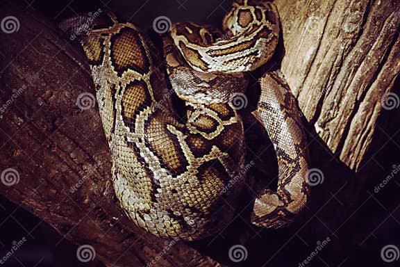 Close-up of a Big Reticulated Python or Malayopython Reticulatus Curl ...