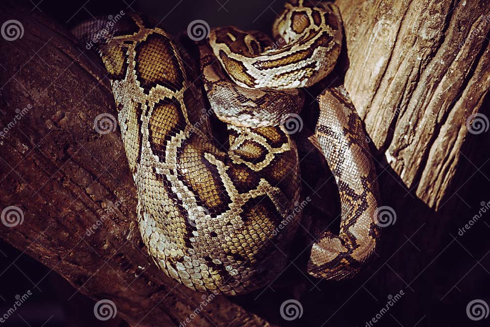 Close-up of a Big Reticulated Python or Malayopython Reticulatus Curl ...