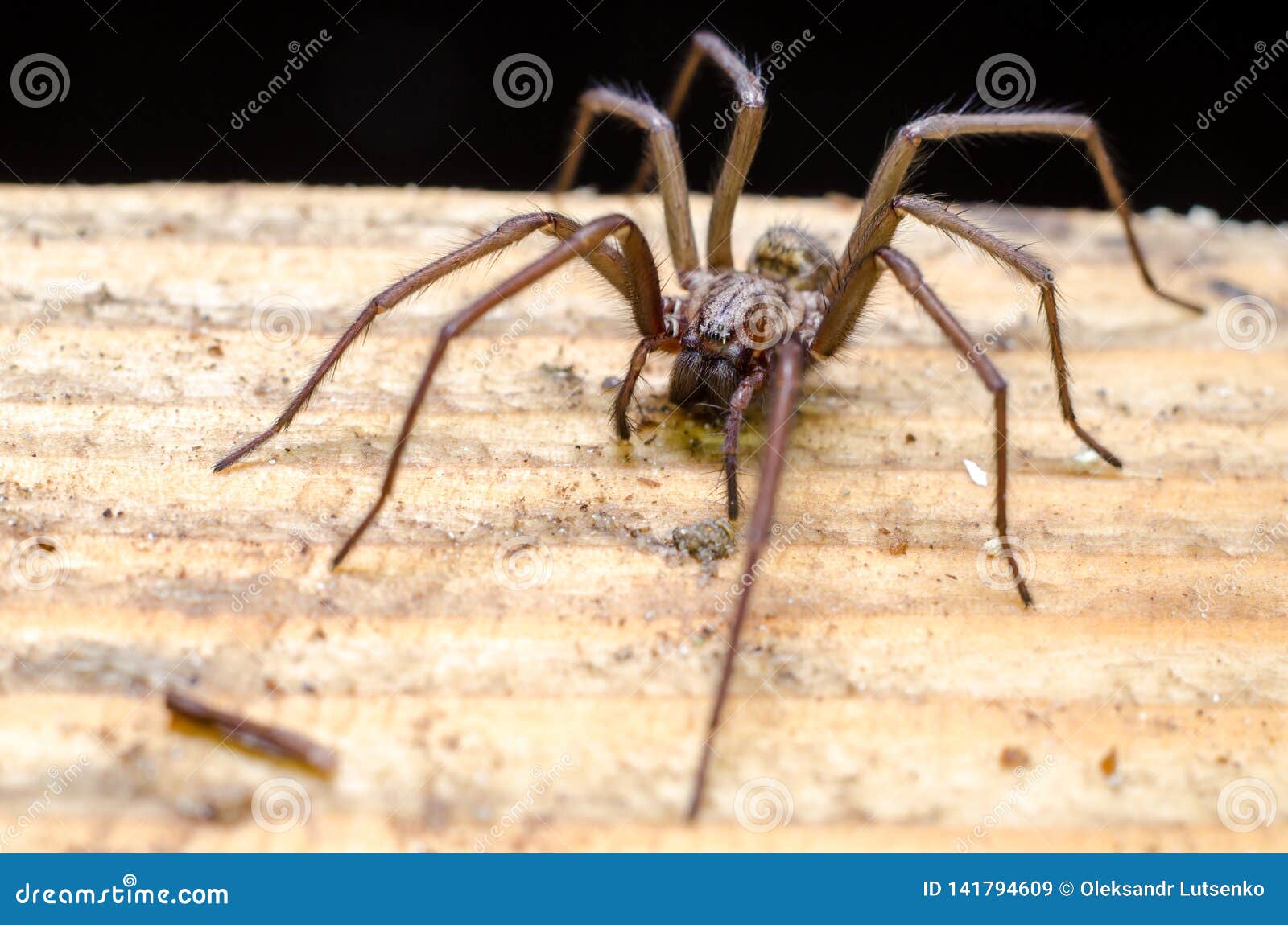 Big scary spider stock image. Image of garden, chelicerae - 141794609