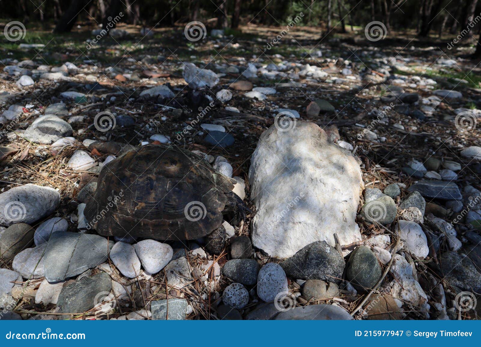 Closeup of a Big Turtle on a Rock Stock Image - Image of outdoor, close ...