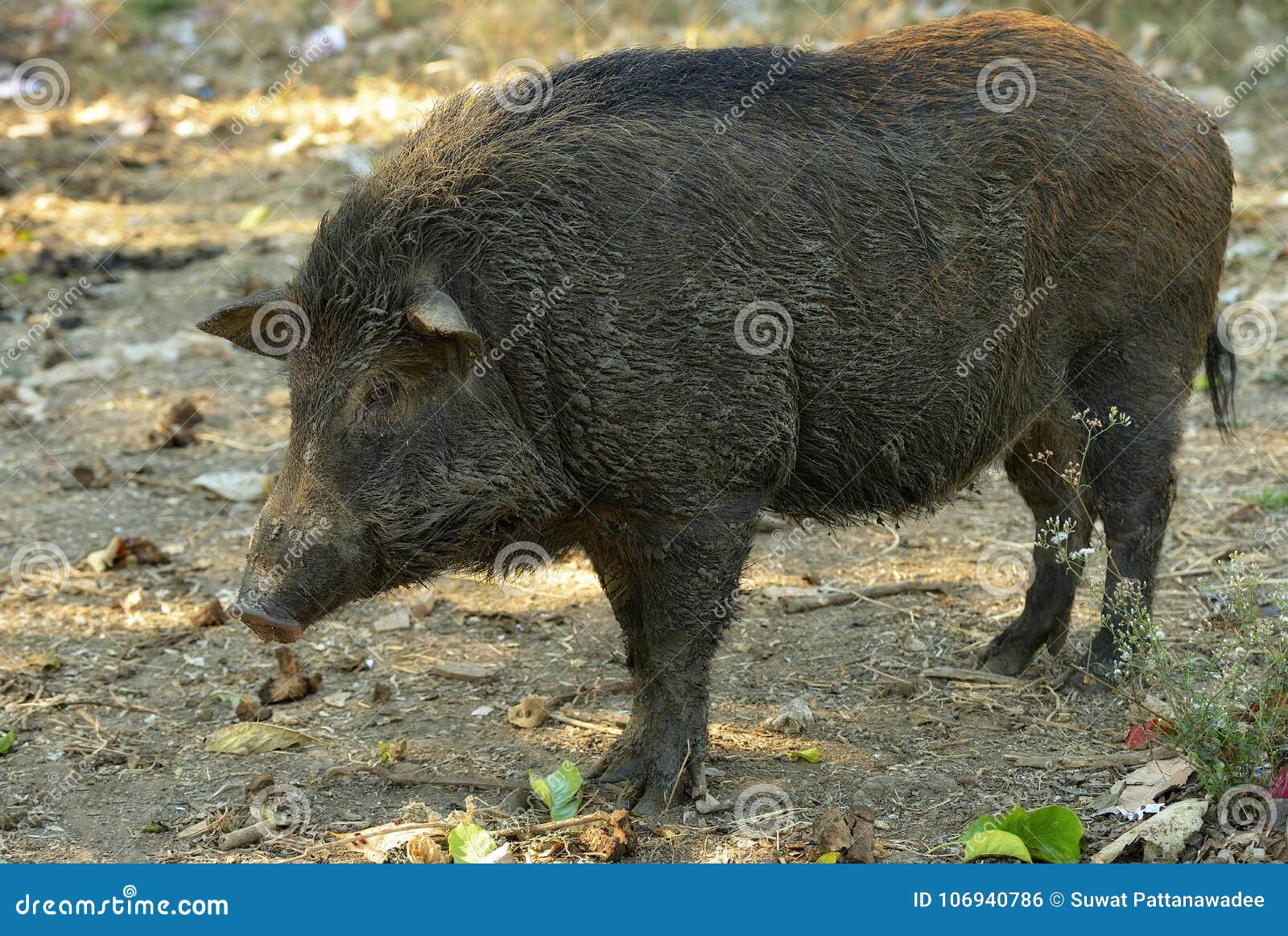 Close up wild boar stock photo. Image of close, black - 106940786