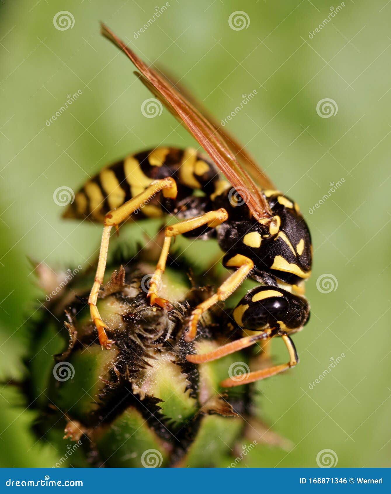 A big Wasp stock photo. Image of macro, decorative, close - 168871346