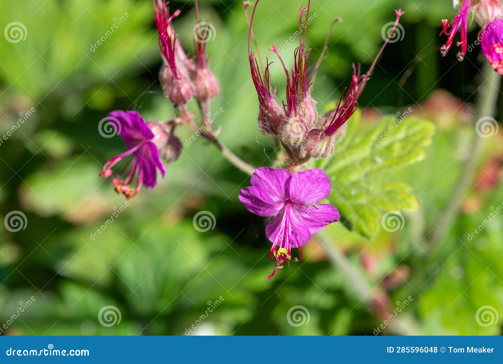 Bigroot Geranium (geranium Macrorrhizum Stock Photo - Image of ...