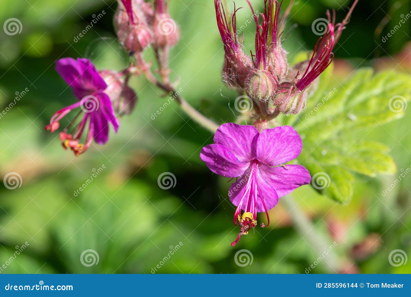 Bigroot Geranium (geranium Macrorrhizum Stock Photo - Image of ...