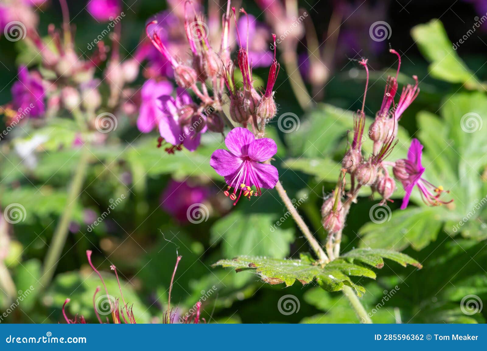 Bigroot Geranium (geranium Macrorrhizum Stock Photo - Image of ...