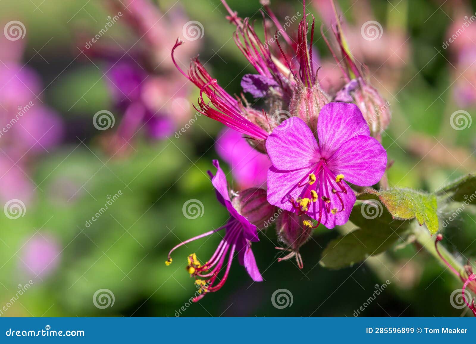 Bigroot Geranium (geranium Macrorrhizum Stock Image - Image of ...