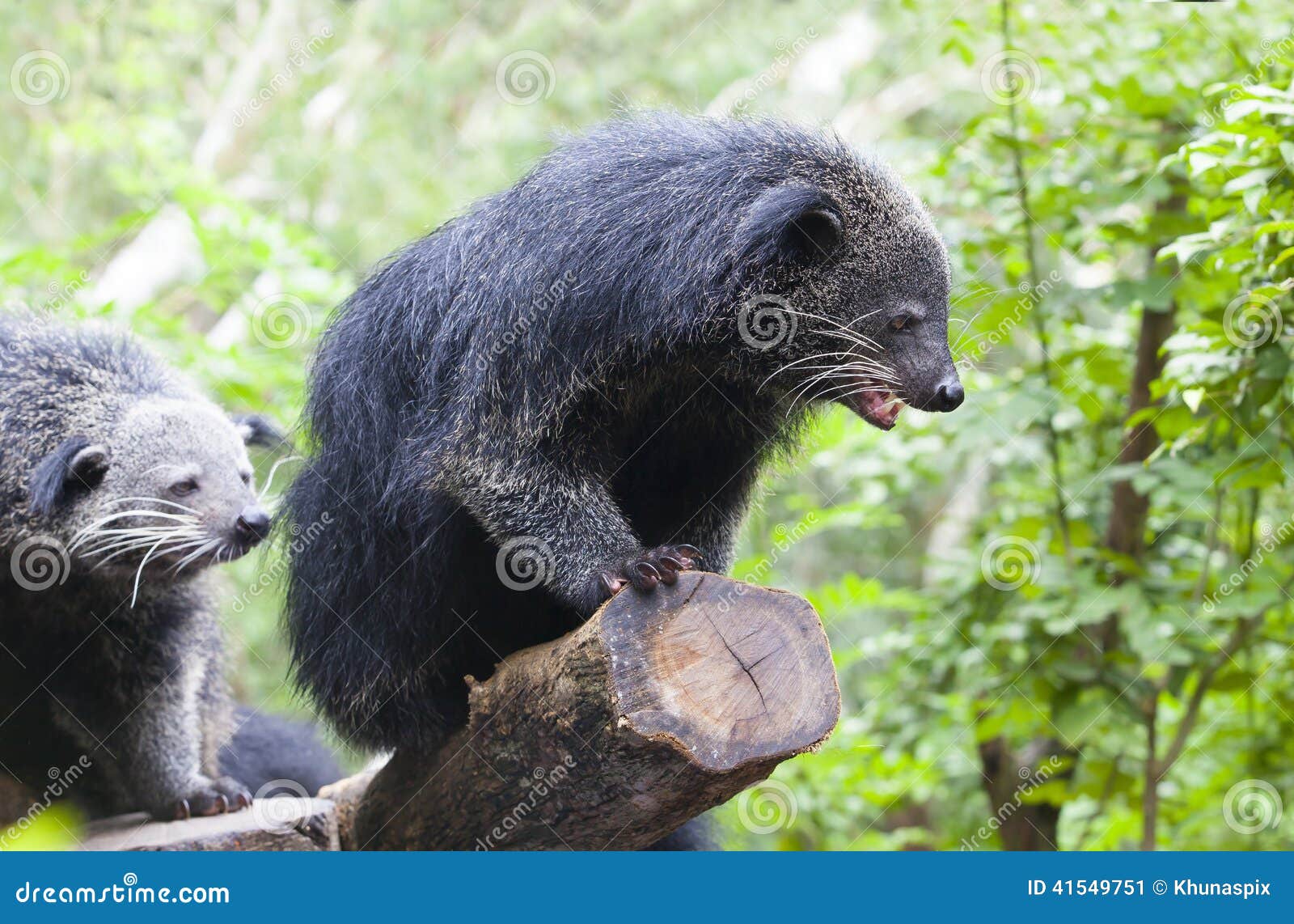 Close Up Binturong in Nature Wild Stock Image - Image of rare, jungle ...