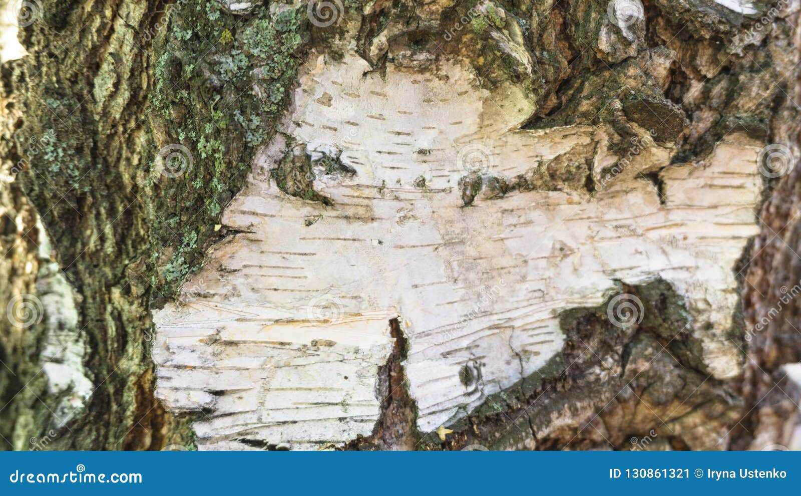 Close Up of Birch Bark Surface Texture. Stock Image - Image of pattern ...