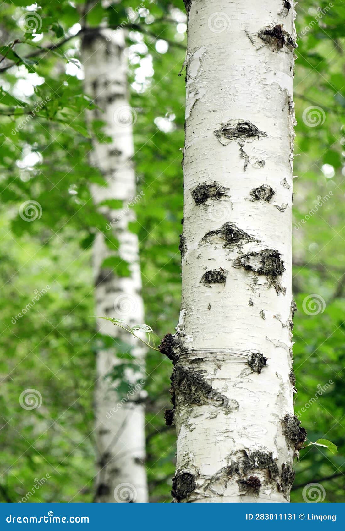 Close-up Shot of the Birch Tree Stock Image - Image of grove, flower ...