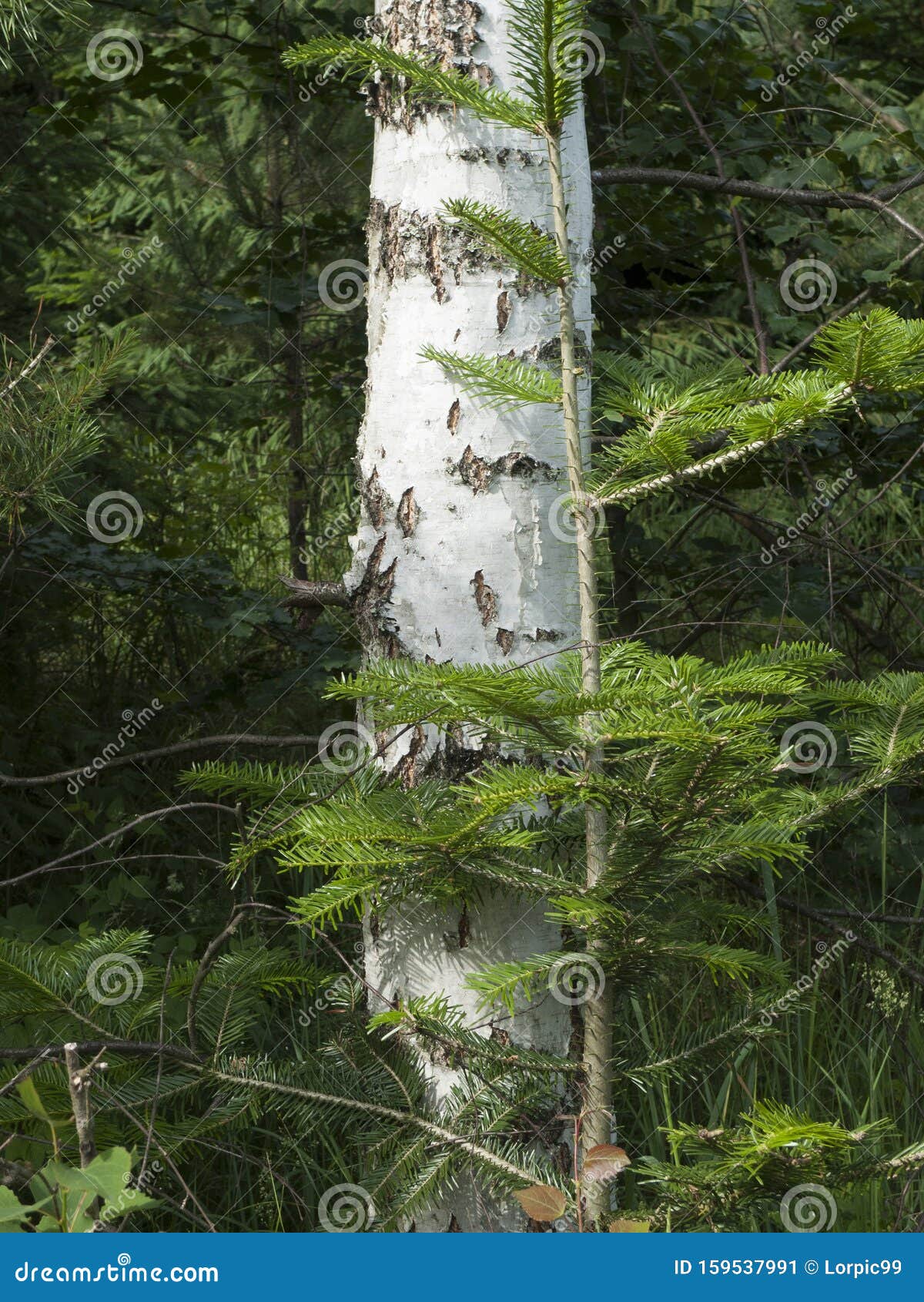 Close Up of a Birch Tree in Forest Stock Image - Image of trees ...