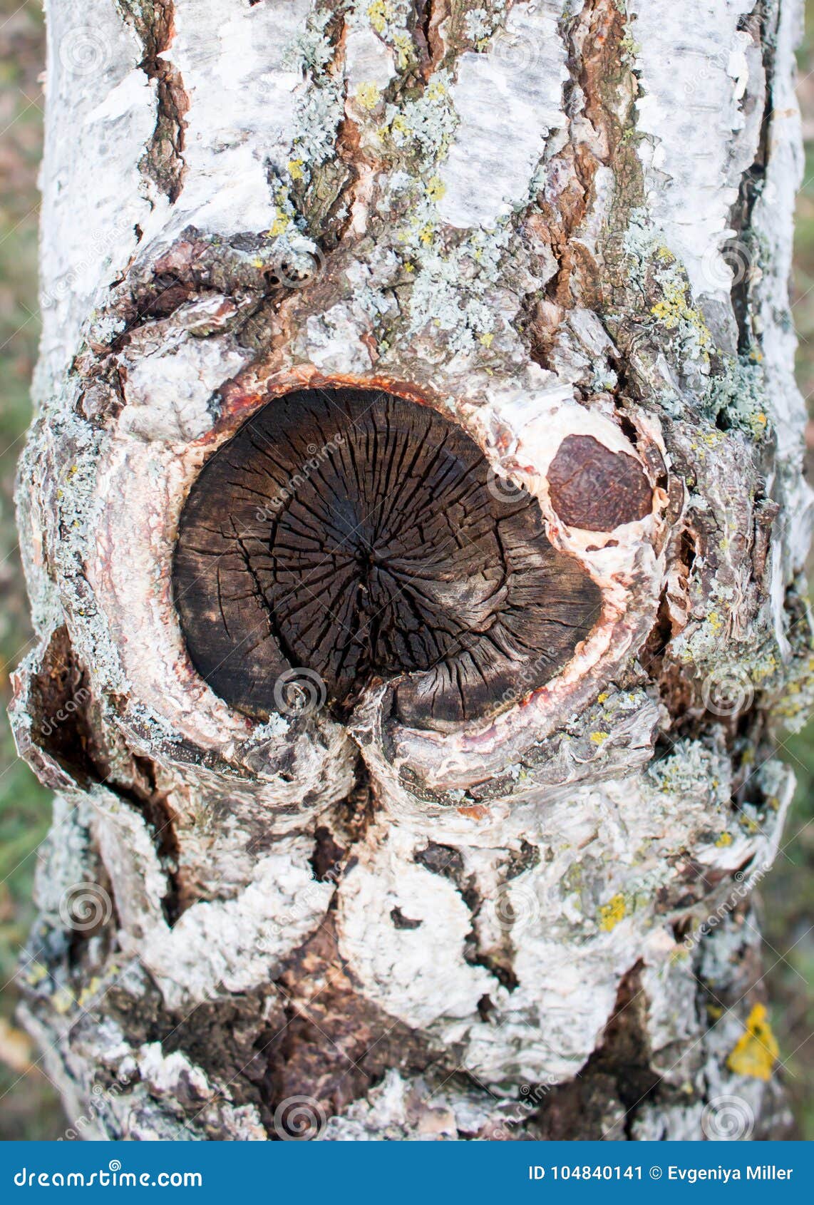 Close Up of Birch Tree with Peeling Bark Stock Image - Image of organic ...