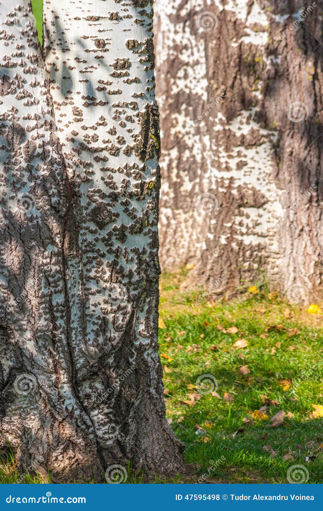 Close Up of a Birch Tree Trunk Early Fall. Stock Photo - Image of fall ...